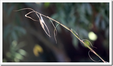 Remember to water your bamboo!